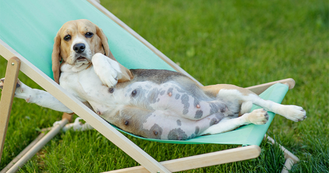 O que você precisa saber sobre o parto dos pets