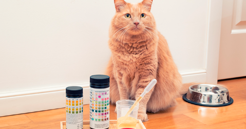 UROLITÍASES: Como se formam e como preveni-las?